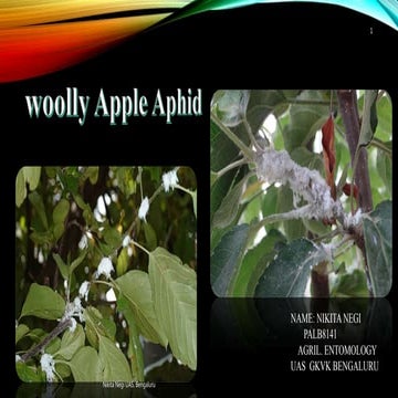 Woolly apple aphid | PPTX