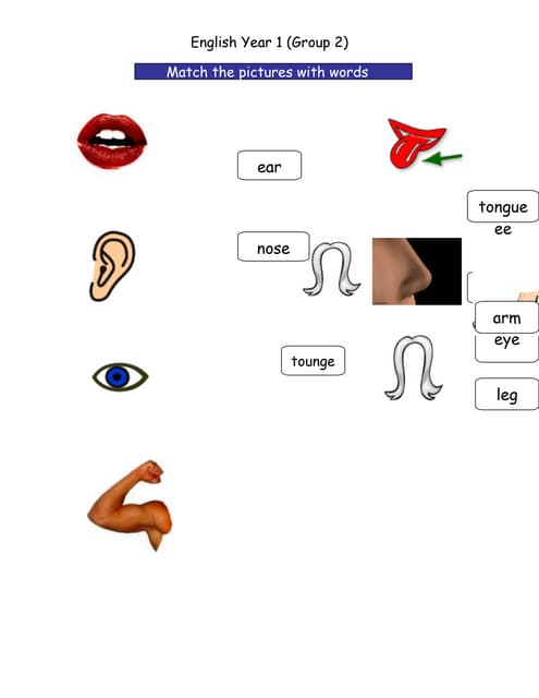 Parts Of The Tongue Worksheet