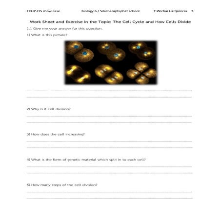 Worksheet cell division | PDF