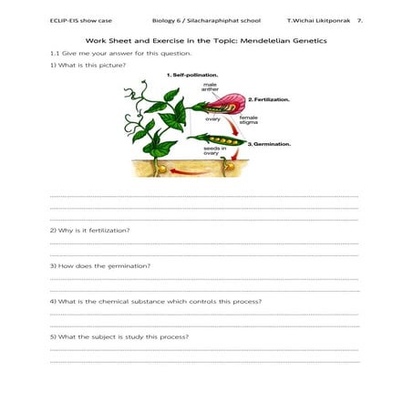 Worksheet genetics mendel | PDF