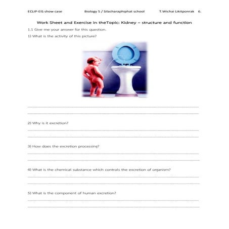 Worksheet human kidney | PDF