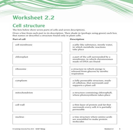 Cell Organelles Worksheet Cell Structure And Function Worksheets