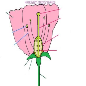 worksheet parts of flower.pdf