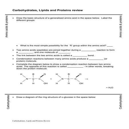 Worksheet review carbs, lipids, proteins | DOC