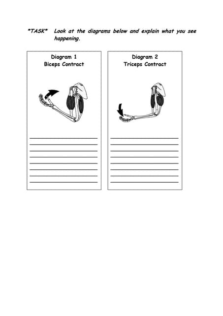 Lesson 2 tendons, ligaments, cartilage and joints | PPTX