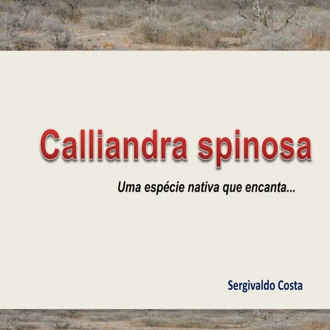 Calliandra spinosa - Uma Nativa Que Encanta | PPTX
