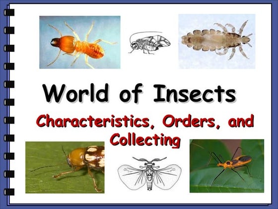 Insects powerpoint | PPTX | Beekeeping | Hobbies & Interests