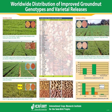 Worldwide distribution of improved groundnut genotypes and varietal ...