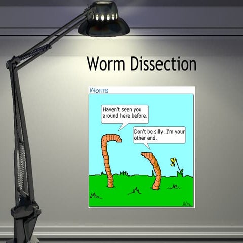 Worm Presentation1 | PPT