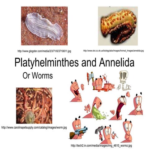 Flatworms, roundworms, segmented worms | PPTX