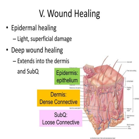 Wound healing | PPTX