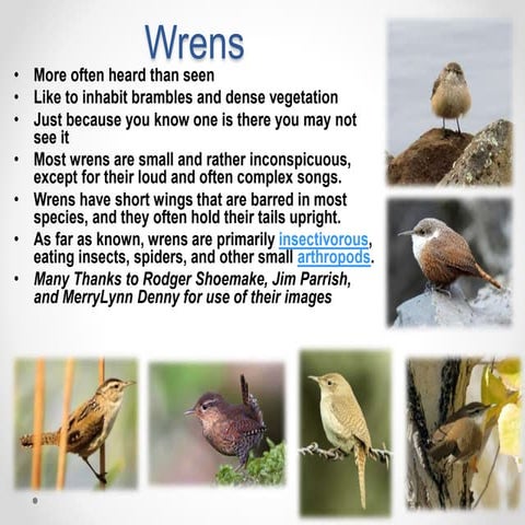Wrens | PPSX