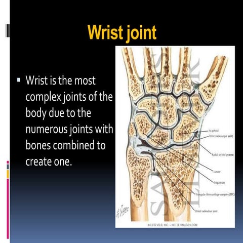 wrist joint of human being | PPT