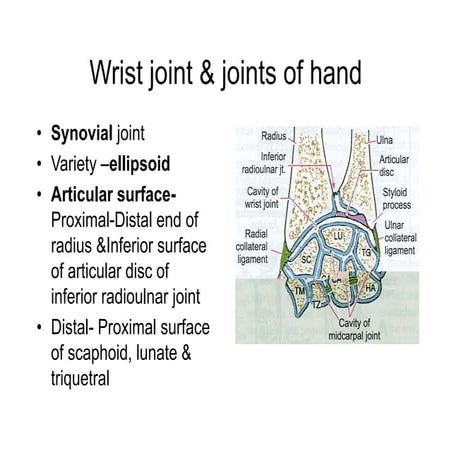 Wrist joint & joints of special hand.pdf