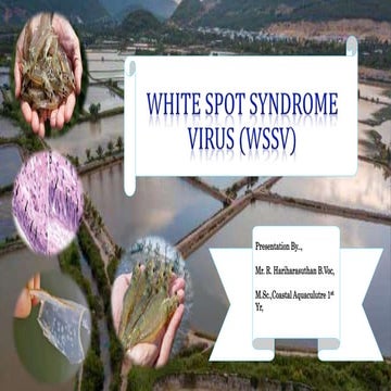 WSSV Aquaculture.pptx