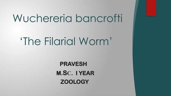 Microfilariae (Wuchereria Bancrofti) | PPTX