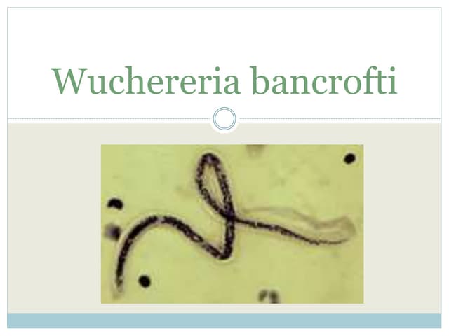 Classification of Microfilaria | DOCX