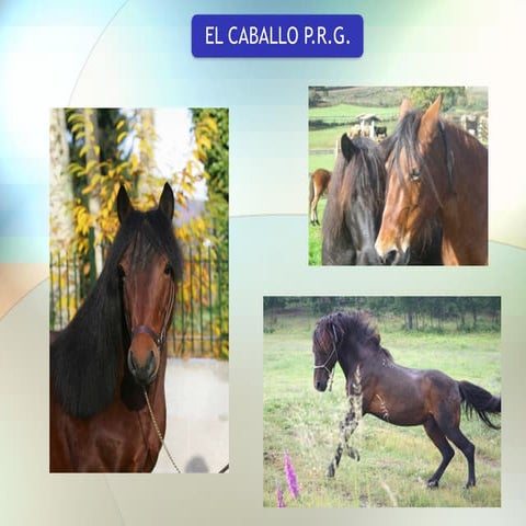 Presentacion sobre caballo Pura raza Gallegapptx | PPTX