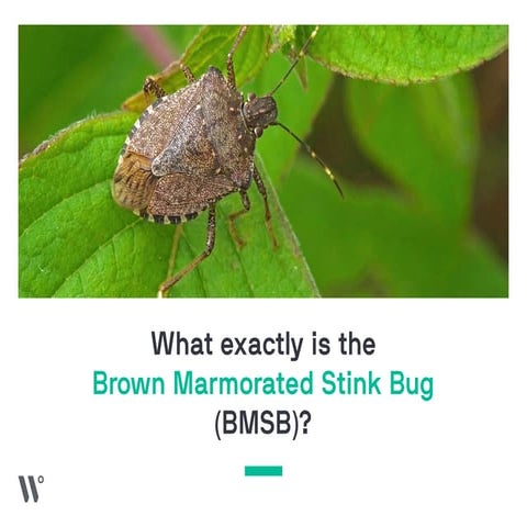 What is a Brown Marmorated Stink Bug? | PDF