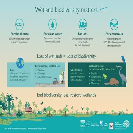 Loss of wetlands = Loss of biodiversity | PDF