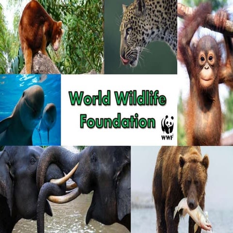 WWF GROUP PROJECT | PPTX