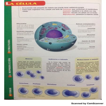 Célula y sus partes Atlas de Anatomia Humana | PDF