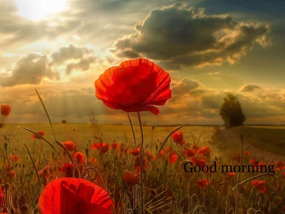 Apex OPG installation Guide as AERB | PDF