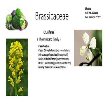 Brassicaceae family (BRASSICACEAE) | PPTX