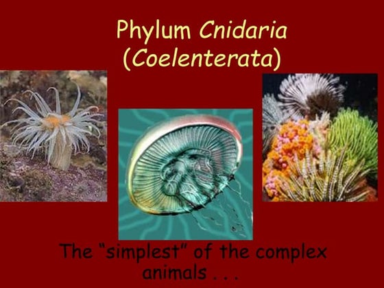 Cnidaria. ppt | PPT