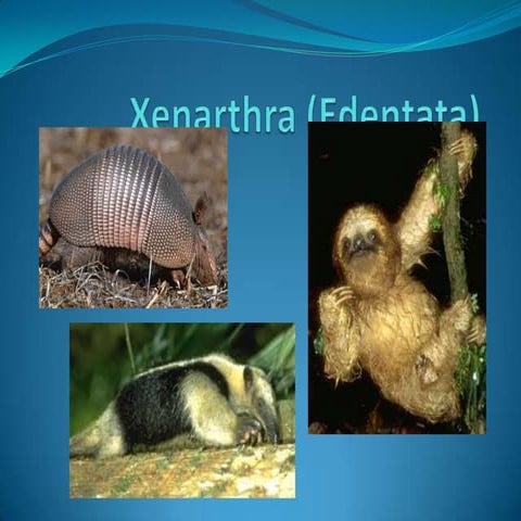 Order Xenartha | PPTX