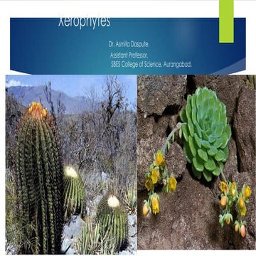 Examples Of Xerophytes Plants