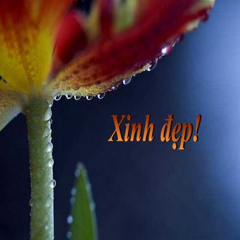 Xinh dep | PPT