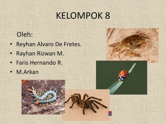 GERAK REFLEKS PADA SPINAL KATAK SAWAH (Fejervarya cancrivora) | PDF