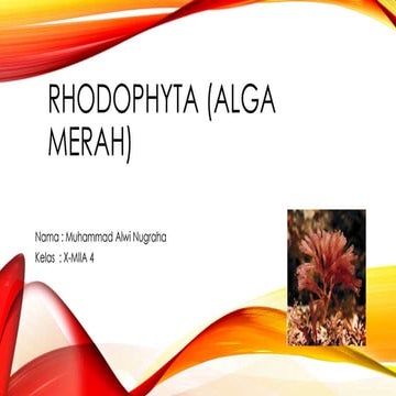 Xmia4 rhodophyta | PPTX