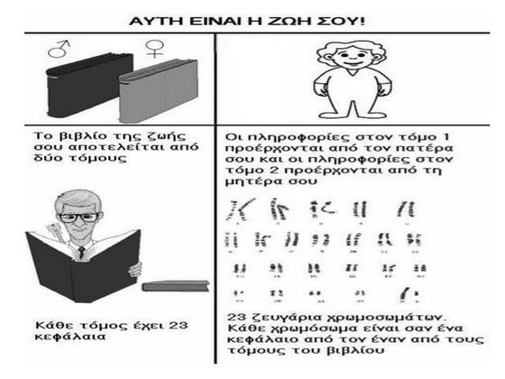 μιτωση μειωση βιολογια γ γυμνασιου | PDF