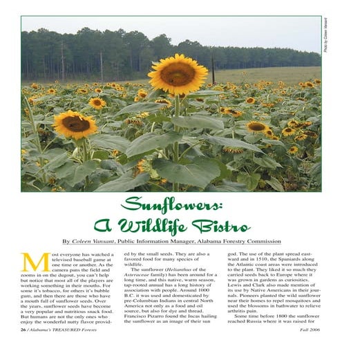 Sunflowers A Wildlife Bistro | PDF
