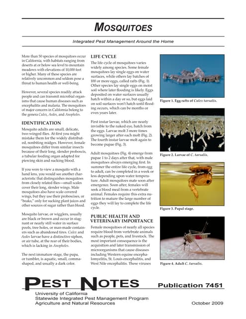 Difference between major mosquito species (Anophele, Culex and Aedes sp.) | PPTX