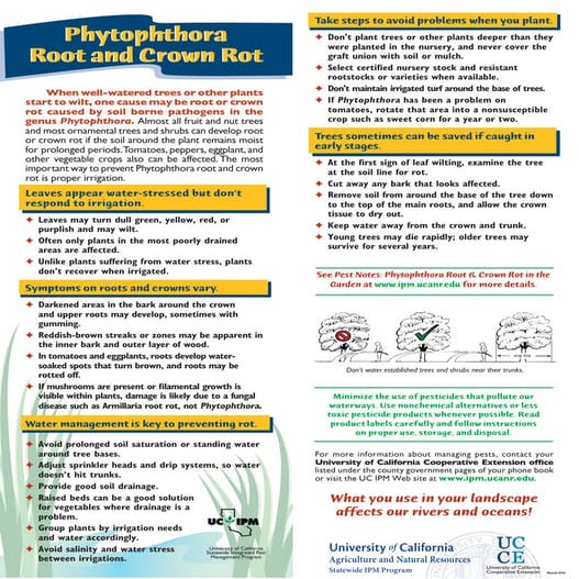 Phytophthora Crown and Root Rot Quick Tips Natural Pest Control | PDF