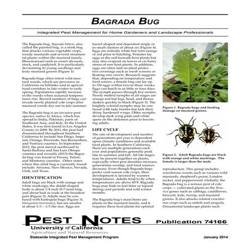 Bagrada Bug Integrated Pest Management | PDF
