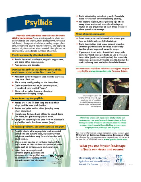 Thrips Quick Tips Natural Pest Control | PDF