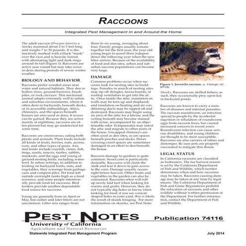 Collection labeling and identification of specimen of spiders