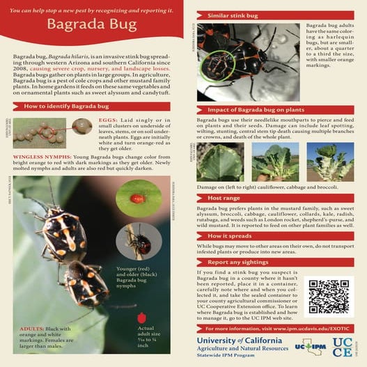 Bagrada Bug Quick Tips Natural Pest Control | PDF