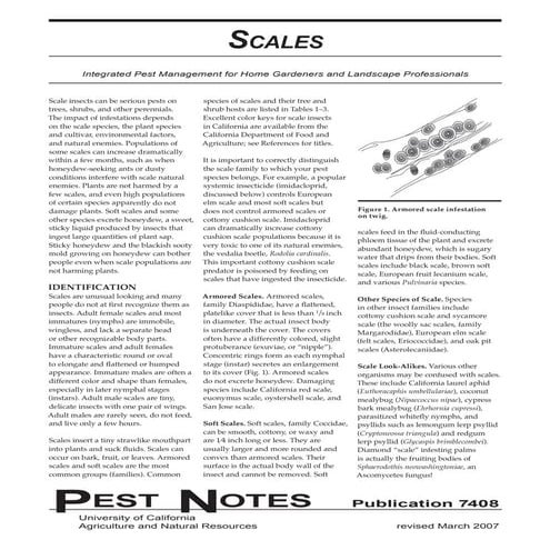 Scales Integrated Pest Management | PDF