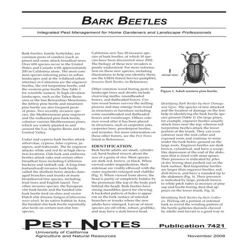 Bark Beetles Integrated Pest Management | PDF