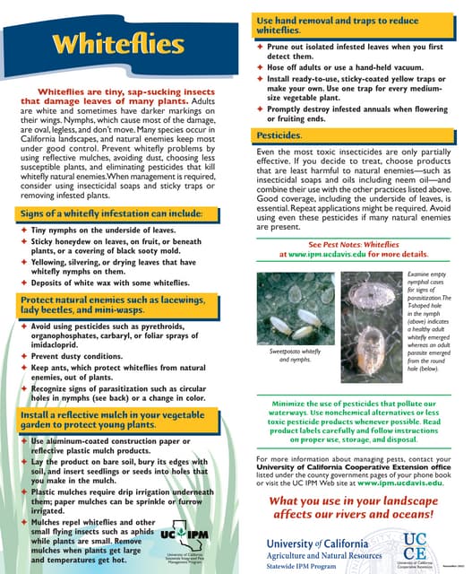 White fly control methods | PPTX