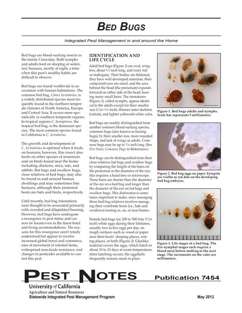 Bed bugs Presentation | PPTX