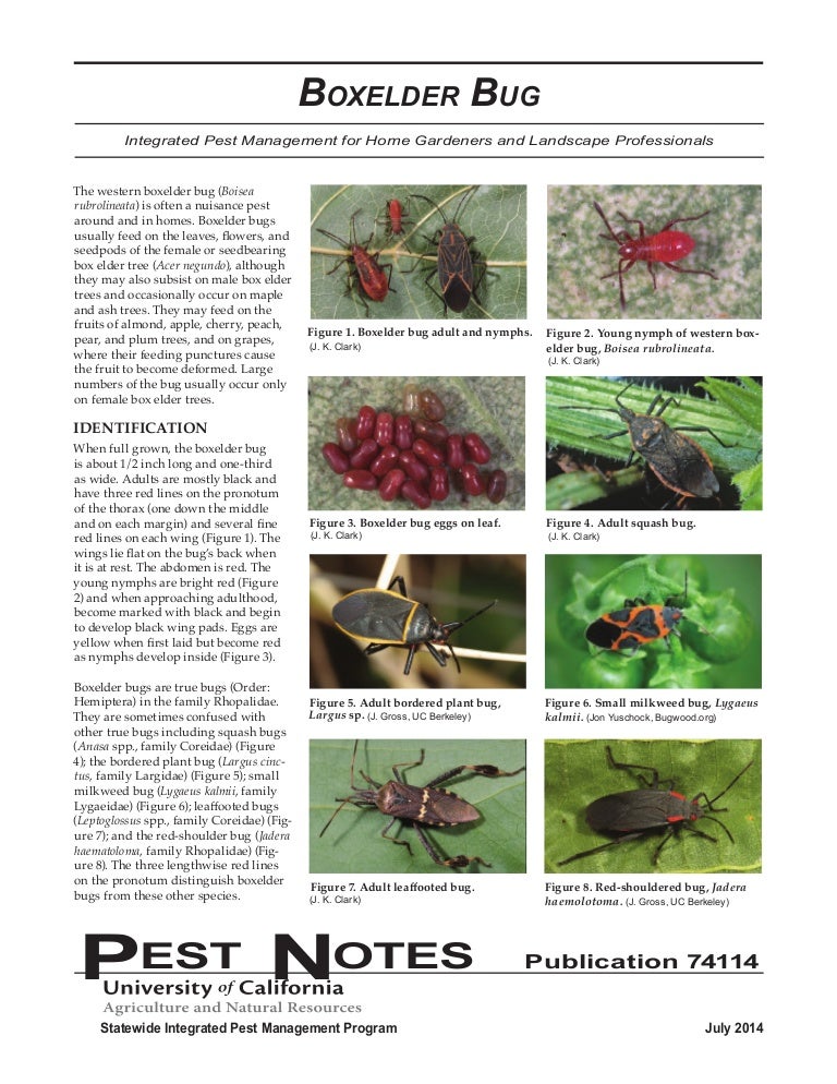 Box Elder Bug Life Stages at Willard Decker blog