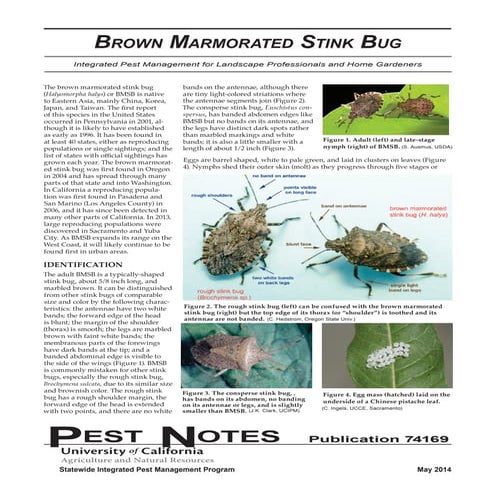 Brown Marmorated Stink Bug Integrated Pest Management | PDF