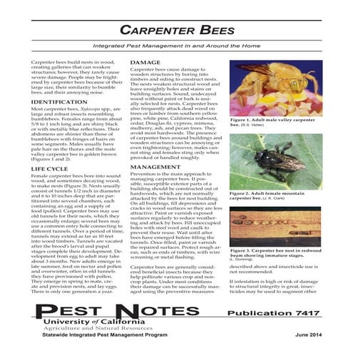 Carpenter Bees Integrated Pest Management | PDF