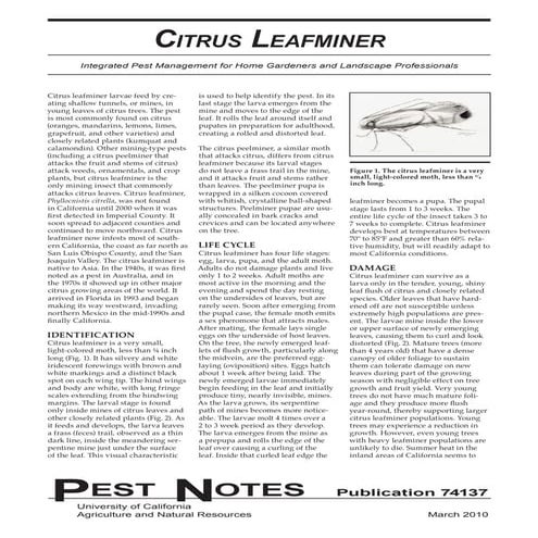 Citrus Leafminer Integrated Pest Management | PDF